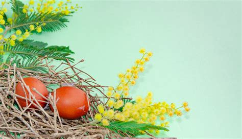 둥지에서 전통적인 부활절 달걀은 녹색 배경에 양파 껍질과 미모사 꽃을 사용하여 염색 복사 공간이 있는 맨 위 뷰입니다 0명에