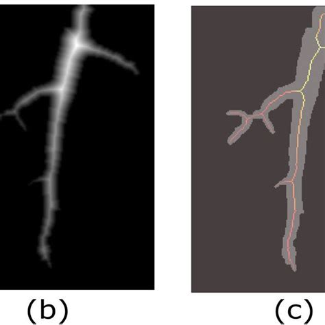 Visualization Of Root Features A Binary Root Image B