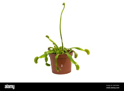 The Allure Of A Venus Flytrap Plant With A Flower Spike Isolated On