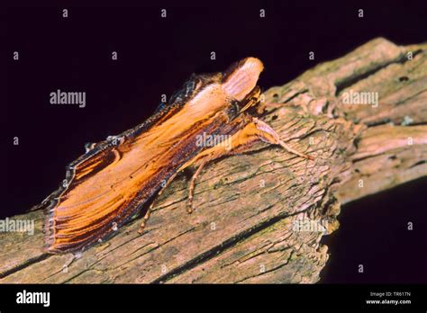Mullein Moth Mullein Caterpillar Cucullia Verbasci Shargacucullia
