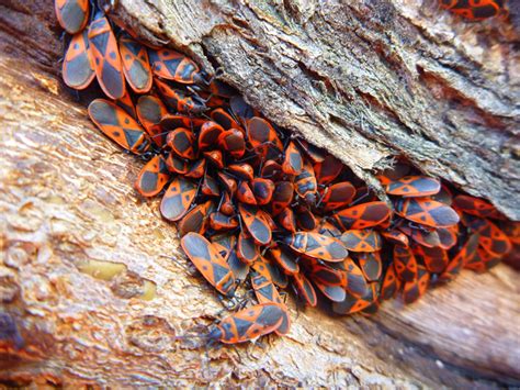Red Bug Aggregation In Spain What S That Bug