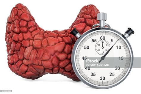 스톱 워치와 인간의 갑 상선 갑 상선 개념의 응급 처치 및 진단 흰색 배경에 고립 된 3d 렌더링 3차원 형태에 대한 스톡 사진 및 기타 이미지 Istock