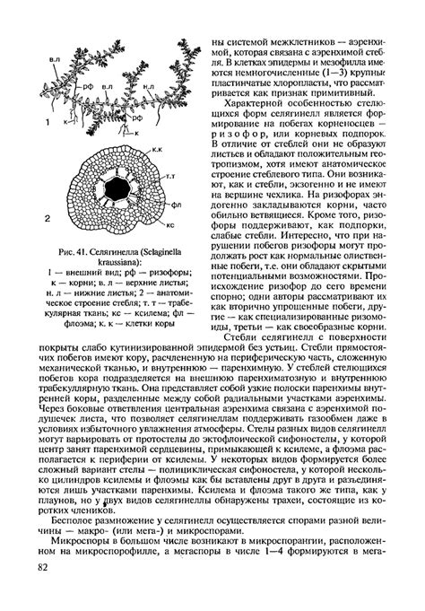 Ботаника высших, или наземных, растений - Еленевский А.Г., Тихомиров В ...