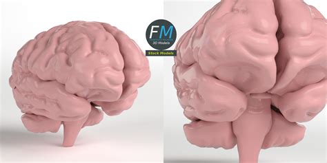 Anatomy Human Brain Blender Market