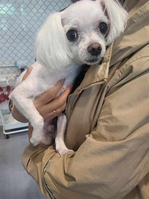 말티즈 코코 유기견입양 유기묘입양 강아지입양 소형견입양 중형견입양 대형견입양 말티즈입양 말티푸입양 비숑프리제입양 미니비숑프리제입양 포메라니안입양 푸들입양 골든리트리버입양