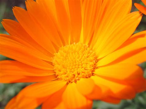 Orange Blomma Gratis Stock Bild Public Domain Pictures