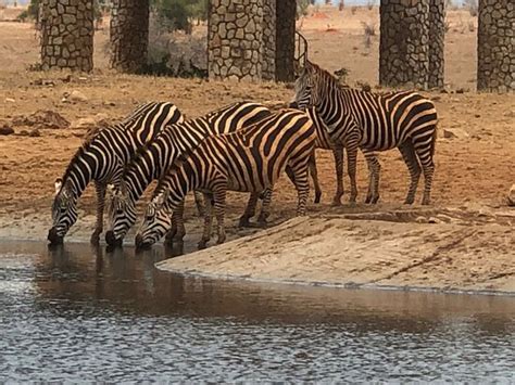 Wildnis Tours Safaris Diani Beach Tripadvisor