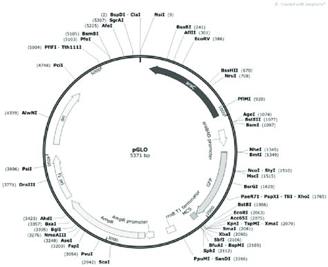 Structure Of The Pglo Plasmid The Ori Arrows Show The Direction Of Download Scientific