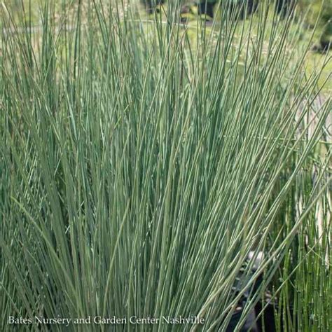 1 Grass Juncus Inflexus Blue Arrows European Rush