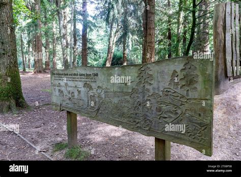 Tall Trees Trail Walk Near Brockenhurst New Forest National Park