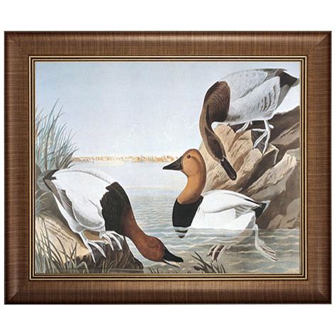 Canvasback Duck Wall Art Print 223970 Wall Art At Sportsman S Guide