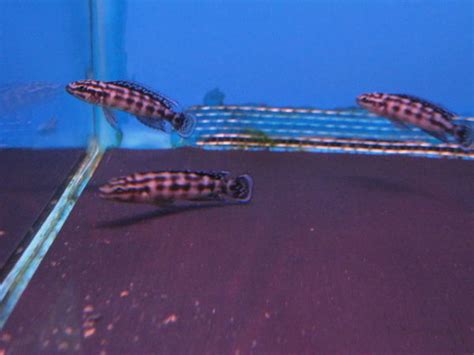 虎皮鳳凰 5 6CM 已售出 山水水族量販