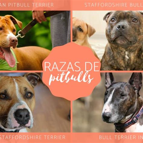 Cual Es La Diferencia Entre Un Bull Terrier Y Un Pitbull