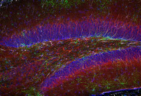 Synaptic Systems Map2