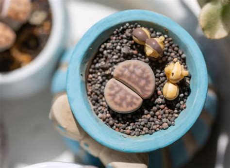 When Do Lithops Flower All You Need To Know Plants Heaven