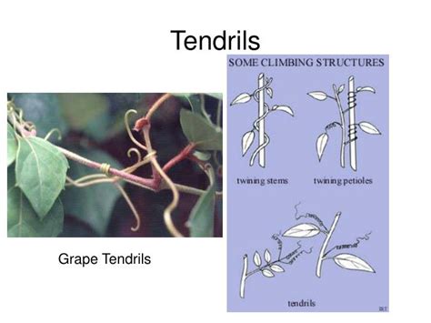 Ppt Stems Form And Function Powerpoint Presentation Id5428079