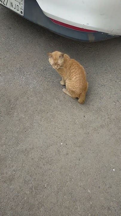 Yallow Cat Walking At Street Youtube