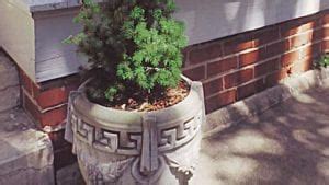 Care For Ornamentals In Containers Grown By You