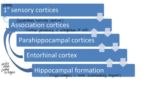 The Hippocampus Flashcards Quizlet