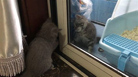 这隔着门也非得打架我擦怎么办啊大的公猫四个月小的母猫两个月多月 知乎