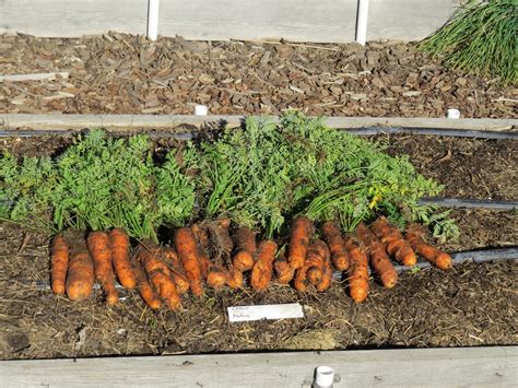 Root Crop Harvest Susans In The Garden