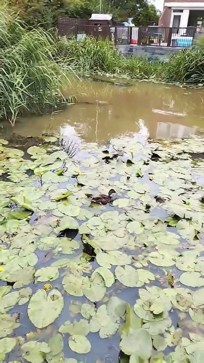 Eende🦆 Feest Youtube