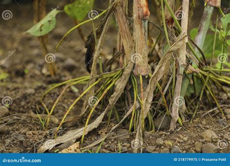 Sorghum Or Corn Root Above From Ground Level Royalty Free Stock