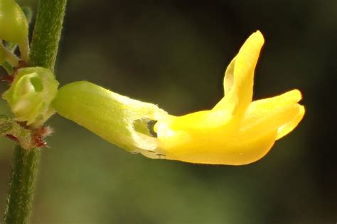 Acmispon Glaber Var Glaber Calflora