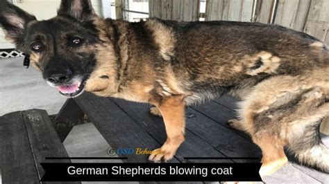 Why Is My German Shepherd Losing Hair