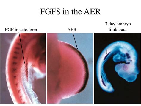 Ppt Vertebrate Embryonic Patterning 6 Powerpoint Presentation Free Download Id 1357125