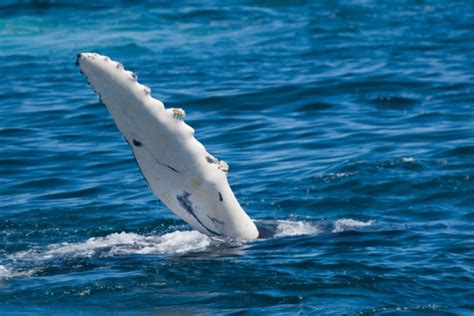 Biomimicry Ways Engineers Have Been Inspired By Nature
