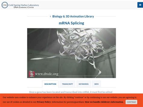 dna learning center transcription and translation m rna splicing