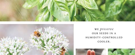 Amazon Sereniseed Certified Organic Herb Seeds 10 Pack Non