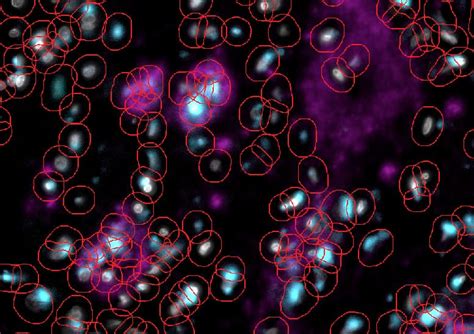 Taking Measurements Just Outside Cells In Qupath Image Analysis