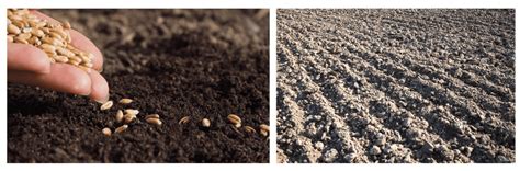 Dryland Pasture Seed Mix Great Basin Drought Tolerant Grasses