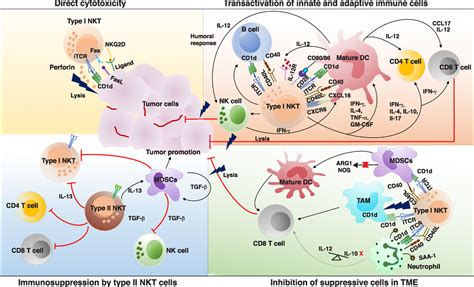 Frontiers Natural Killer T Cells In Cancer Immunotherapy