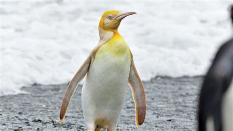 ჯეისონ ბიტელი Archives National Geographic Magazine საქართველო