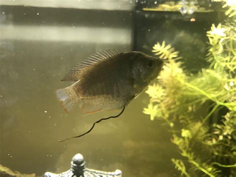 What Is This Long Brown String R Plantedtank