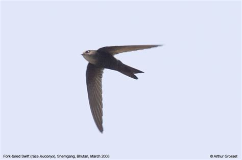 Pacific Swift Apus Pacificus
