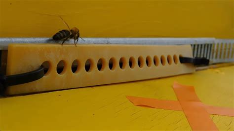 CORONA APICULTORES NUEVO TRATAMIENTO CONTRA VARROA POR LA PIQUERA