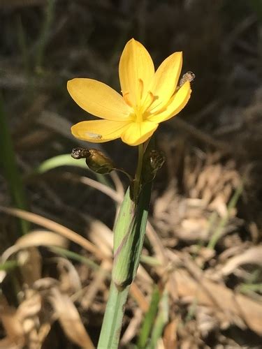 Golden Eyed Grass Sisyrinchium Californicum · Inaturalist