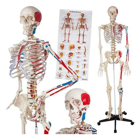 Modelo anatómico de esqueleto YA L011A Yuan Technology de cuerpo