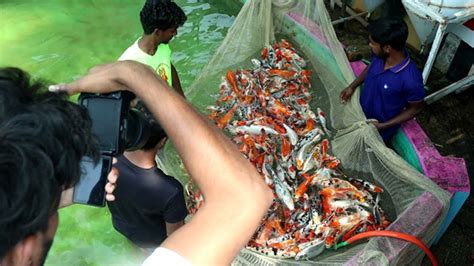 ২০২৪ সালের জাপানিজ কই কার্প পর্ব 1 2024 Japanese Kai Carp Part 1