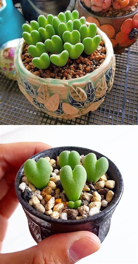 Инопланетные растения — 30 самых причудливых суккулентов » BigPicture.ru