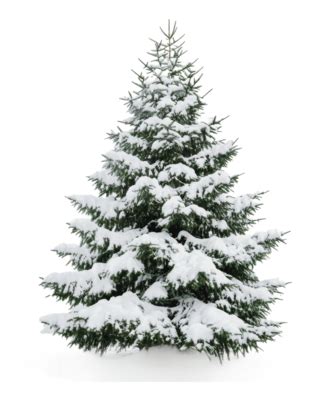 Snow Tree PNGs For Free Download