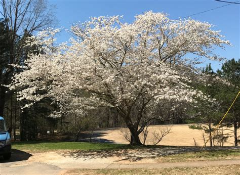 Identifying Characteristics Of The Shortleaf Pine Make It Easy To