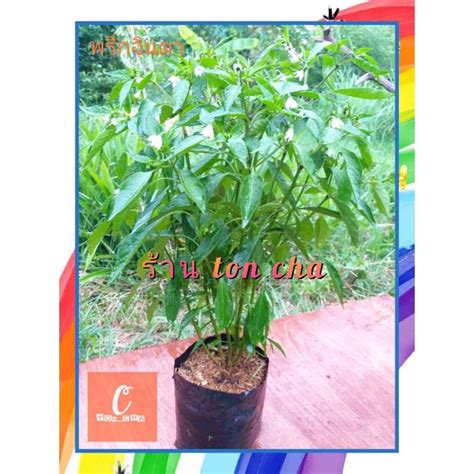 พริกจินดา ผักสวนครัว พืชสมุนไพร Shopee Thailand