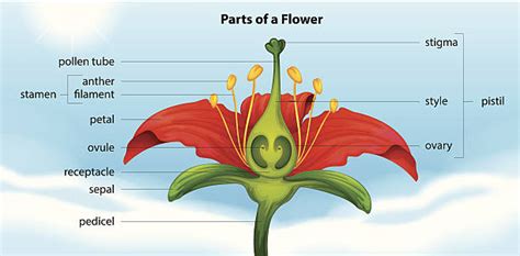 Pollen Tube Illustraties En Vectorbeelden Istock