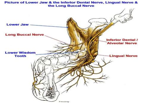 7 Maxillary Mandibular Nerves Dr Walaa 1 Pptx