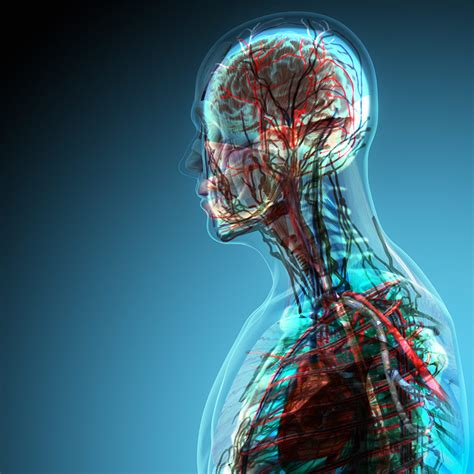 Anatomy And Physiology — Grace Preparatory Academy Of New Braunfels